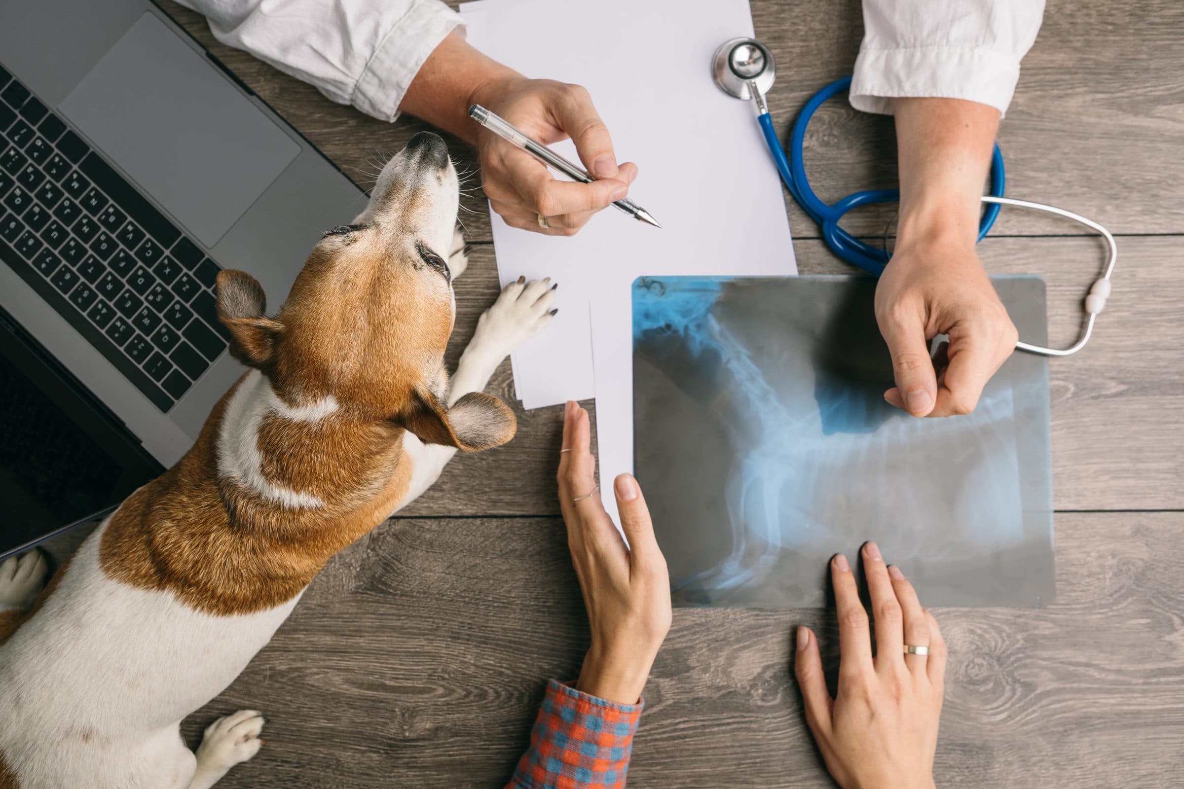 What Is Veterinary Facility Management? (With Examples)